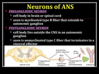 AUTONOMIC NERVOUS SYSTEM | PPT