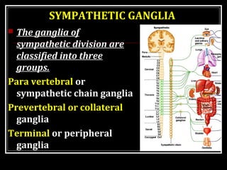 AUTONOMIC NERVOUS SYSTEM | PPT