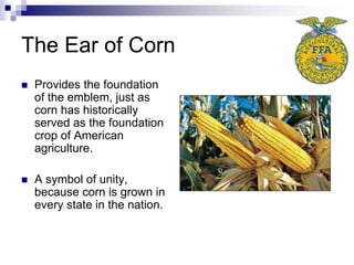 Ffa Ear Of Corn