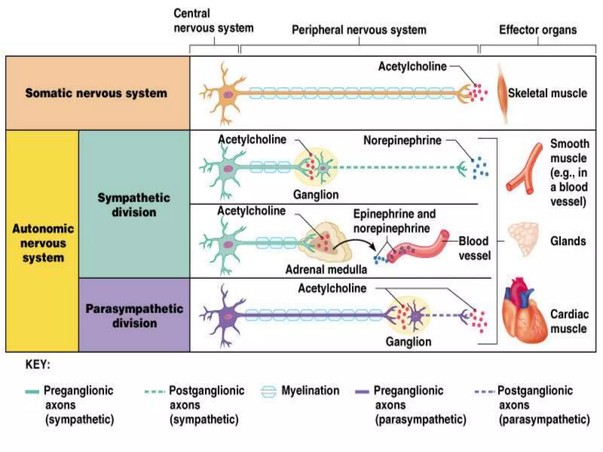 Autonomic nervous system anatomya and its testing | PPTX
