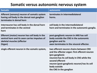 ANS BY Dr.Amruta Nitin Kumbhar | PPTX