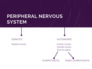 Autonomic Nervous System | PPTX