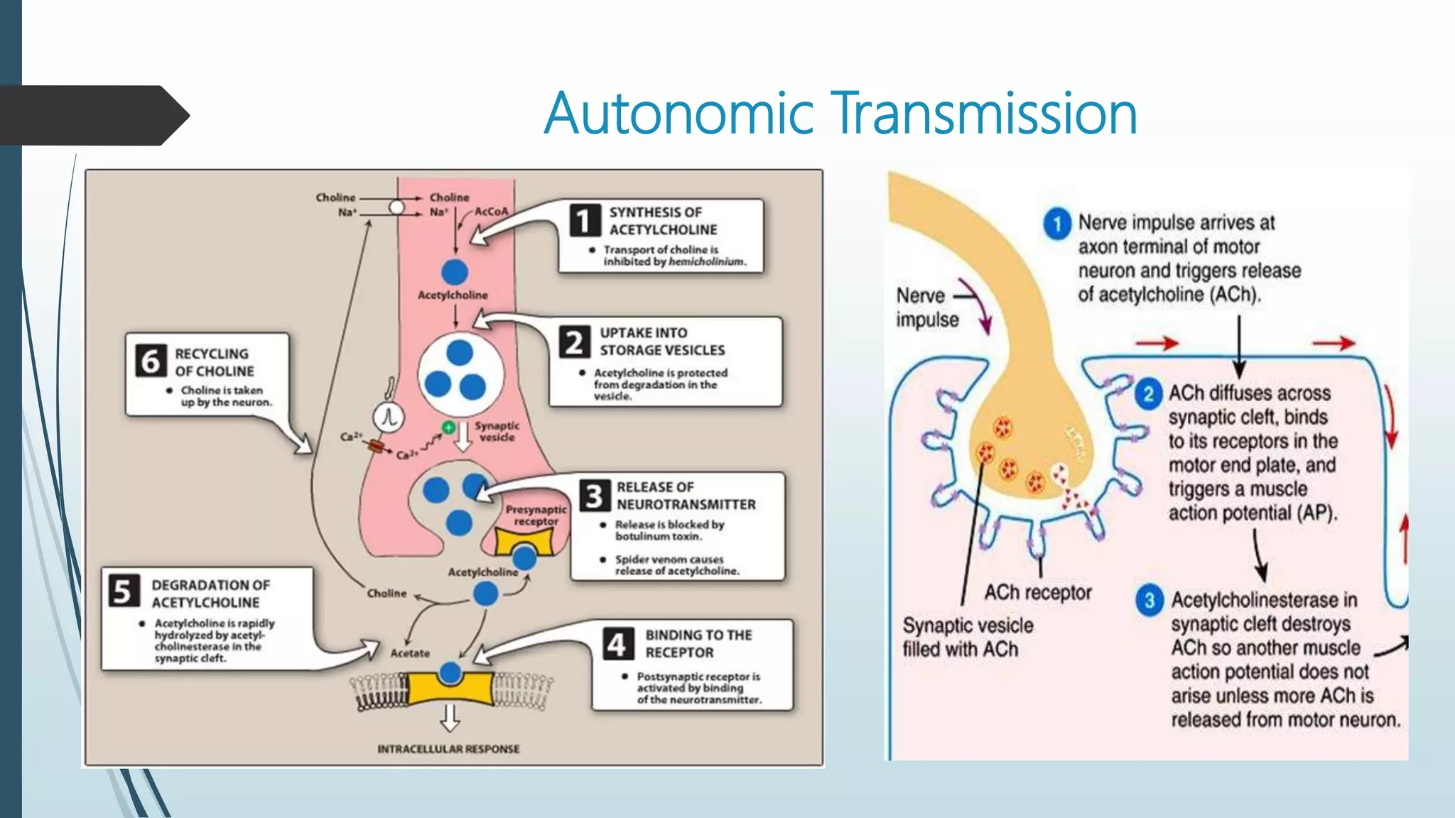 Autonomic nervous system with cholinergic & Adrenergic drugs | PPTX