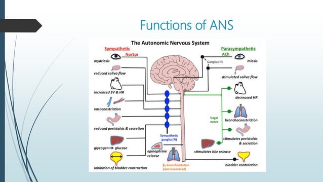 Autonomic nervous system with cholinergic & Adrenergic drugs | PPT