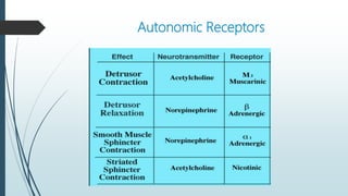Autonomic nervous system with cholinergic & Adrenergic drugs | PPT
