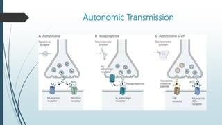 Autonomic nervous system with cholinergic & Adrenergic drugs | PPT