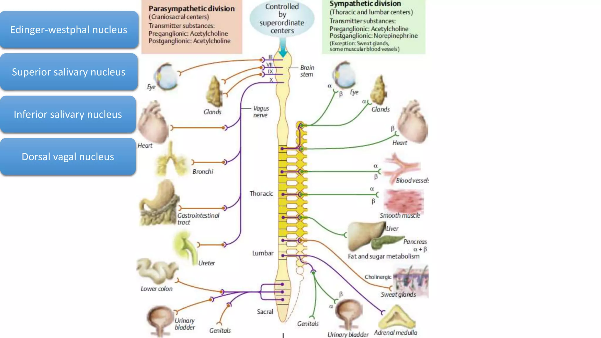 Autonomic nervous system (ANS-2) | PPTX