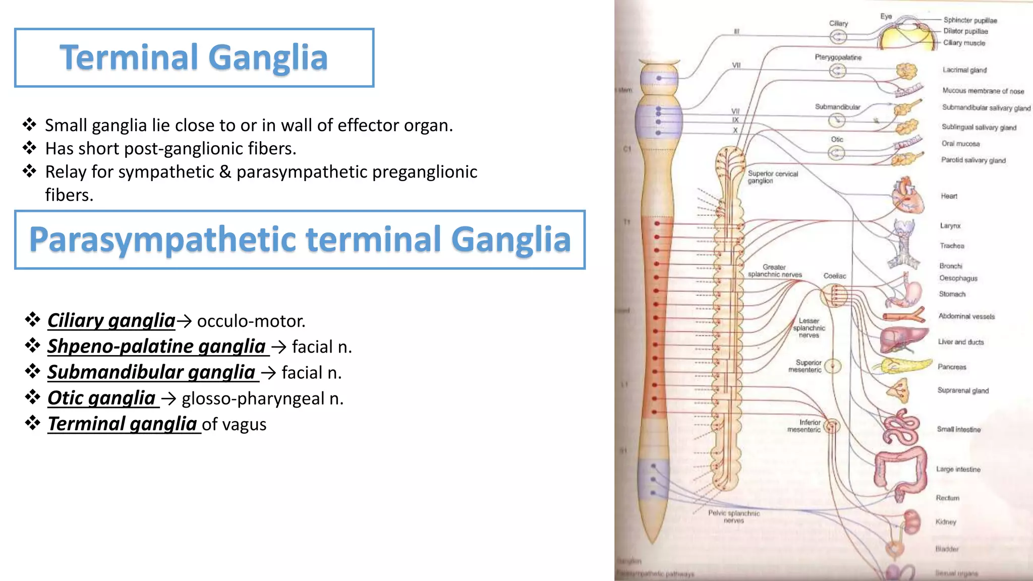 Autonomic nervous system (ANS-2) | PPTX