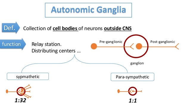 Autonomic nervous system (ANS-2)