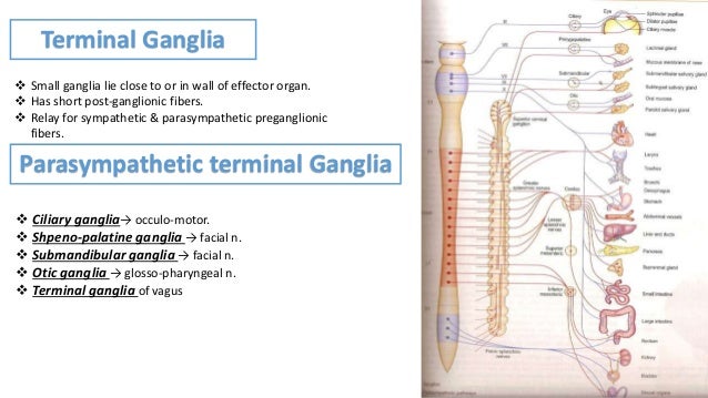 Autonomic nervous system (ANS-2)