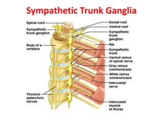 AUTONOMIC NERVOUS SYSTEM (ANS) | PPSX