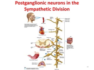 AUTONOMIC NERVOUS SYSTEM (ANS) | PPSX