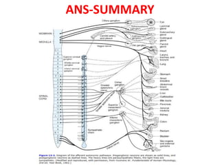AUTONOMIC NERVOUS SYSTEM (ANS) | PPSX