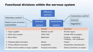 Functional Organization of Autonomic Activity | PPTX