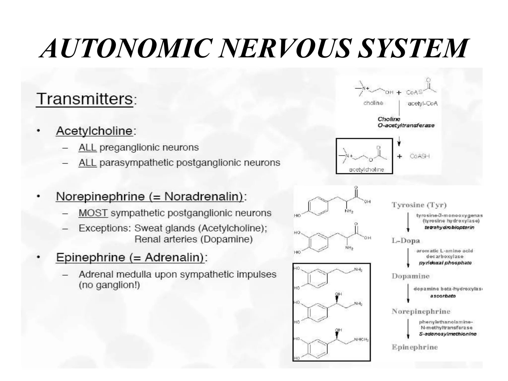Cholinergic systems | PPTX