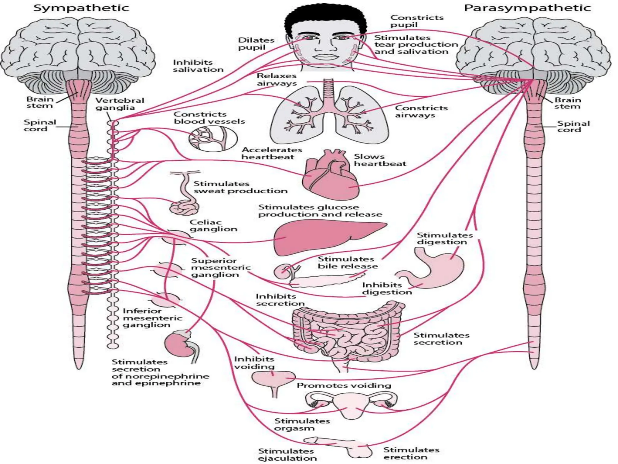 Autonomic nervous system | PPTX | Brain and Nervous System Disorders | Diseases and Conditions