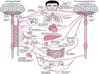 Autonomic nervous system | PPTX