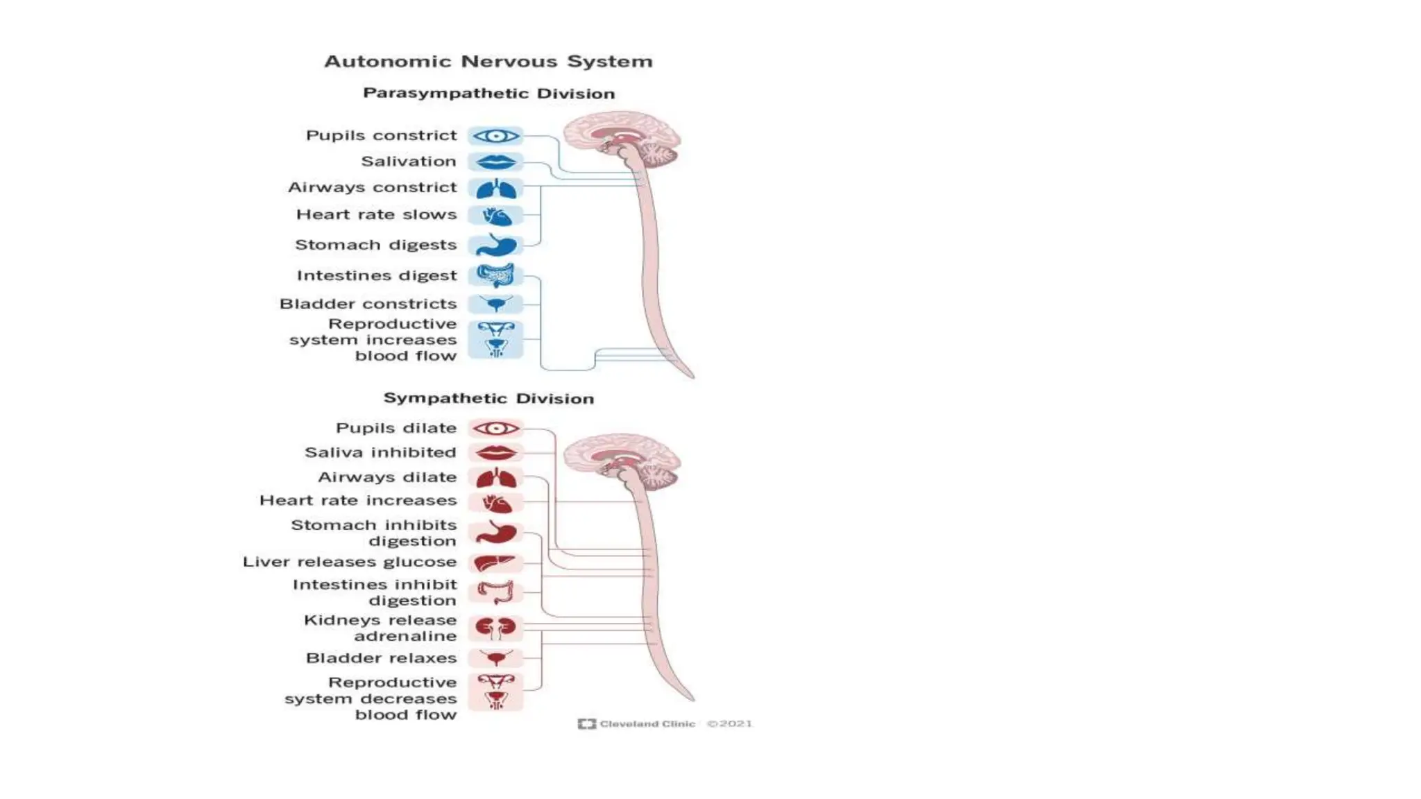 Autonomic nervous system and its components | PPTX