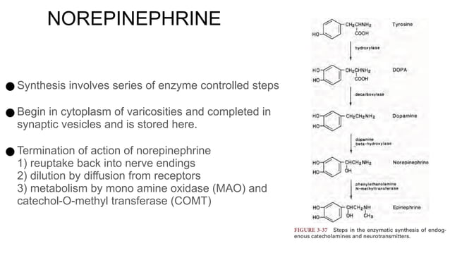 Autonomic nervous system (ANS) power point presentation | PPT