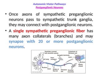 AUTONOMIC NERVOUS SYSTEM CLINICAL S.pptx