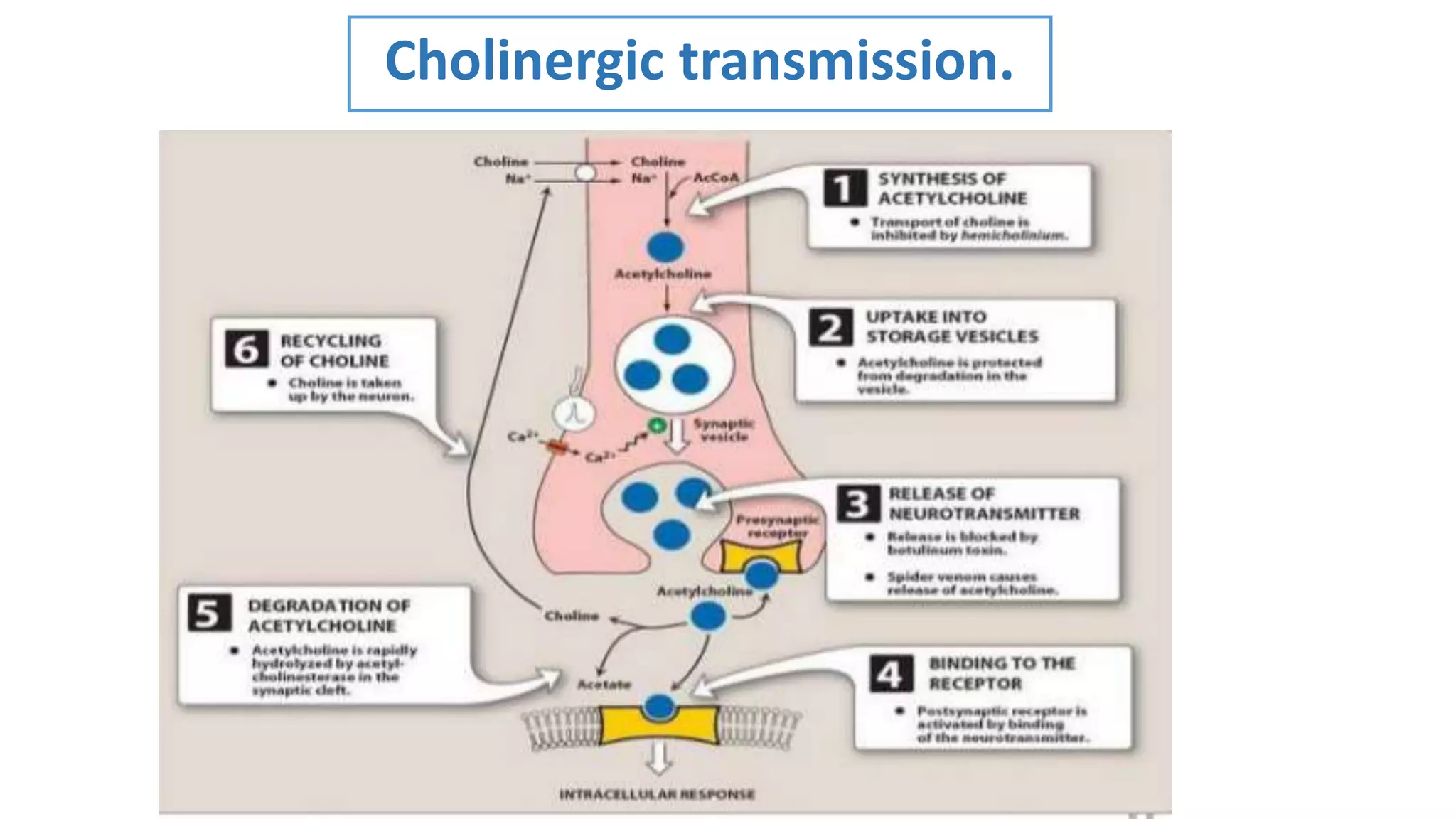 Autonomic nervous system (ANS-5) | PPTX