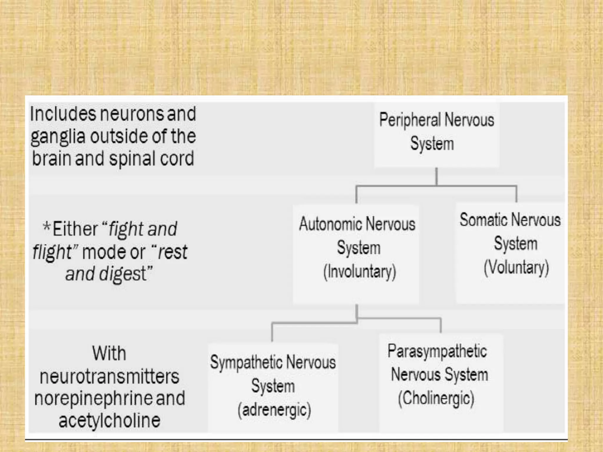 Adrenergic system | PPTX