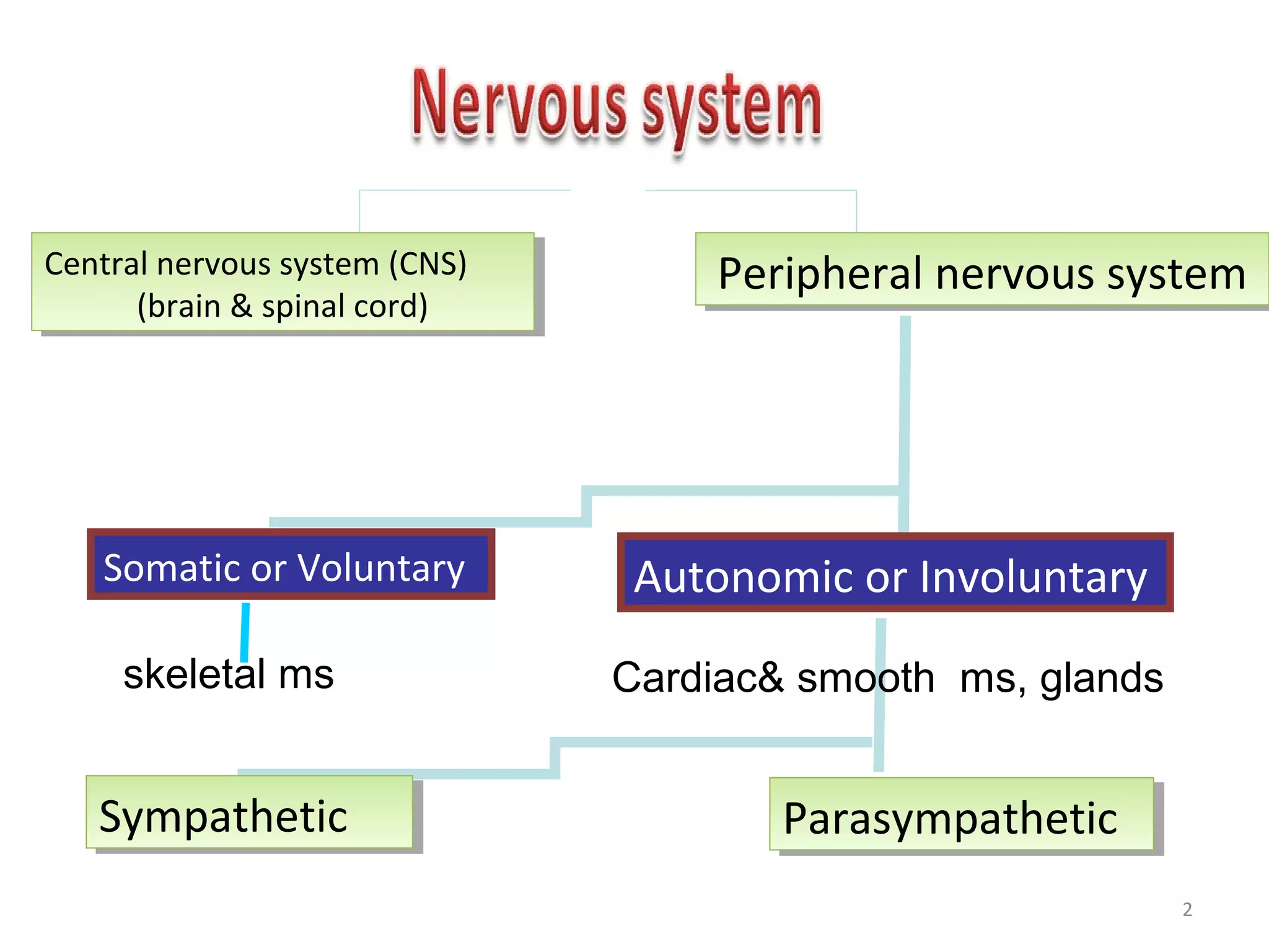 Autonomic Nervous System - Physiology | PPT