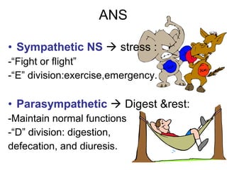 Autonomic Nervous System - Physiology | PPT