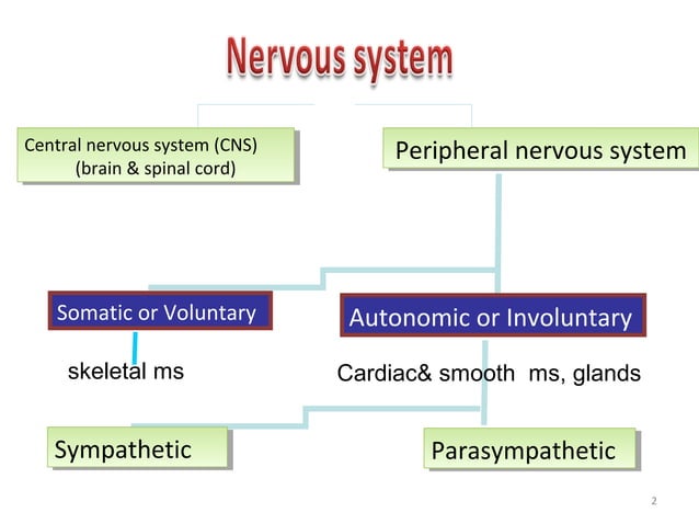 Autonomic Nervous System - Physiology | PPT | Brain and Nervous System ...