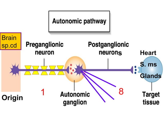 Autonomic Nervous System - Physiology | PPT | Brain and Nervous System ...