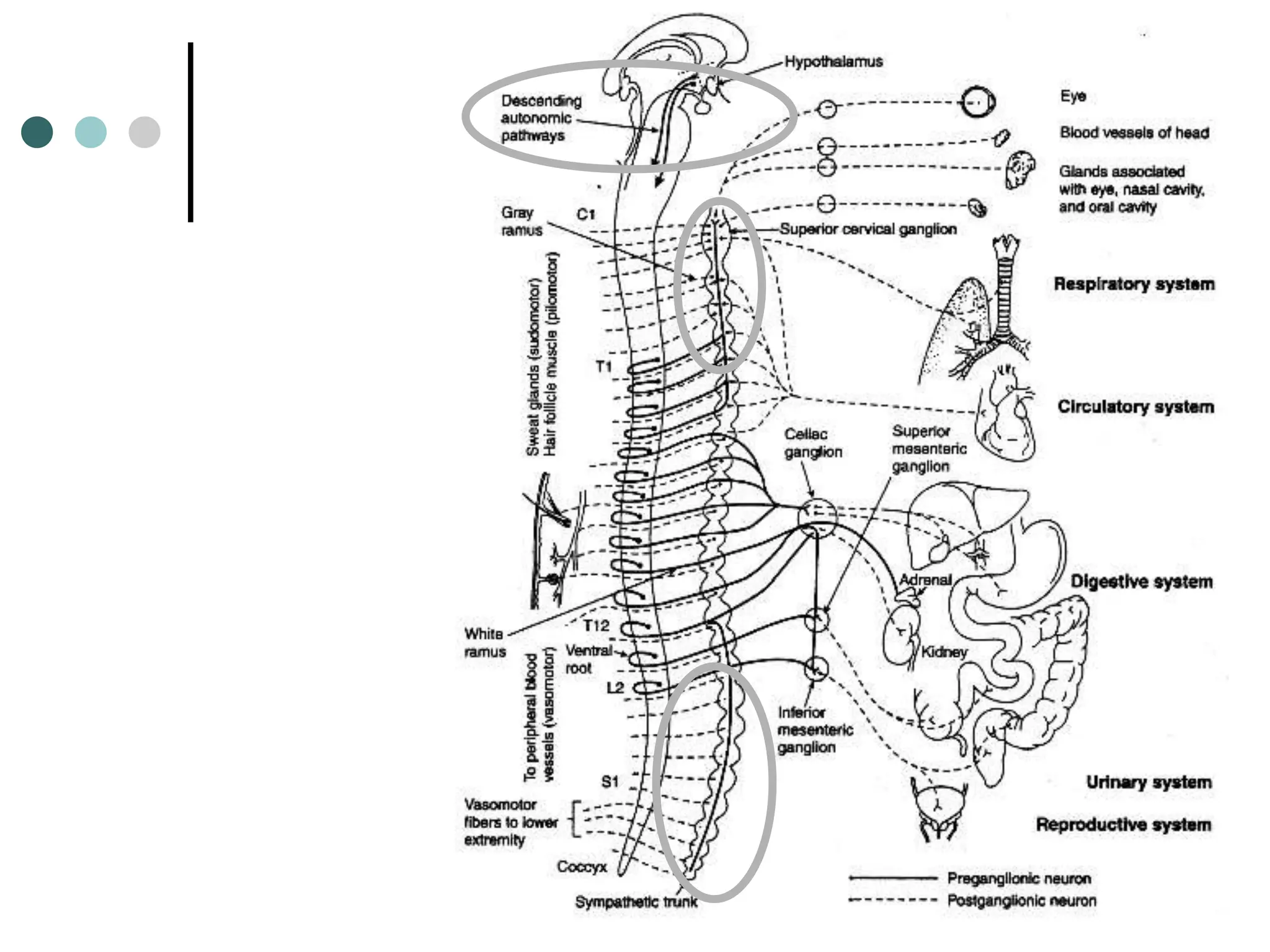 Autonomic nervous_systems and its explanation | PPT