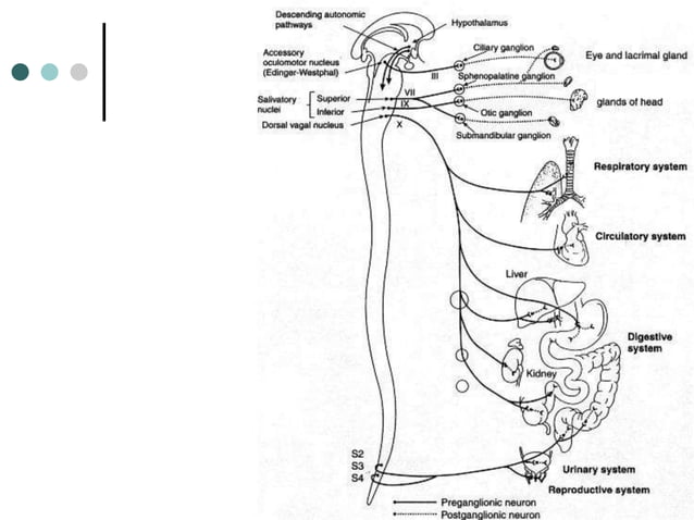 Autonomic nervous_systems and its explanation | PPT