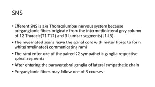 ANS anatomy(uk).pptx