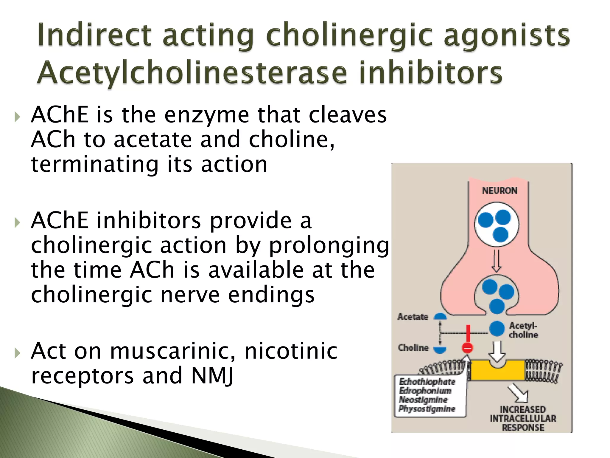Ans and cholinergic drugs - pharmacology | PDF