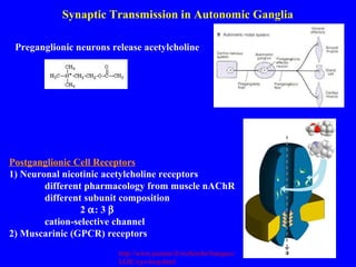Autonomic Nervous System and Hemodynamics | PPT