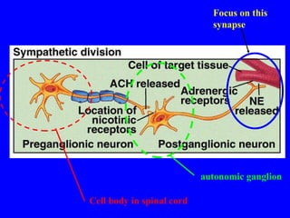 Autonomic Nervous System and Hemodynamics | PPT