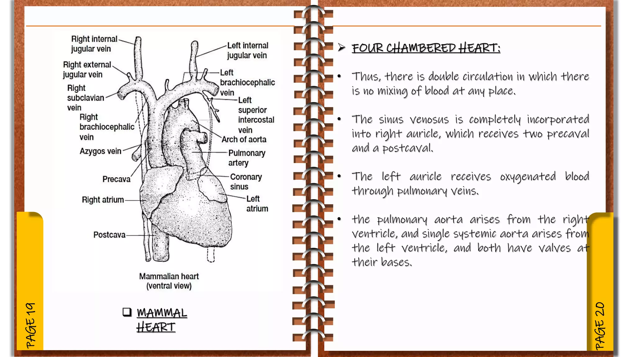 CIRCULATION: HEART AND AORTIC ARCHES | PPTX