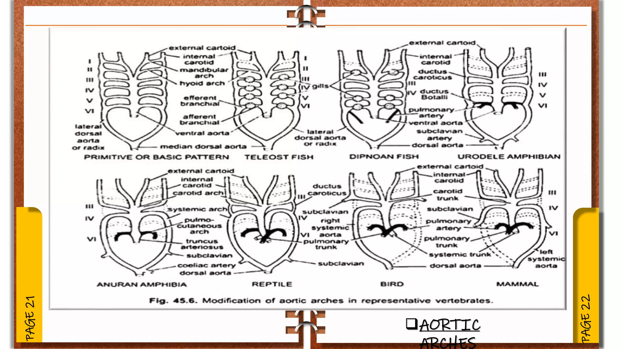 CIRCULATION: HEART AND AORTIC ARCHES | PPTX