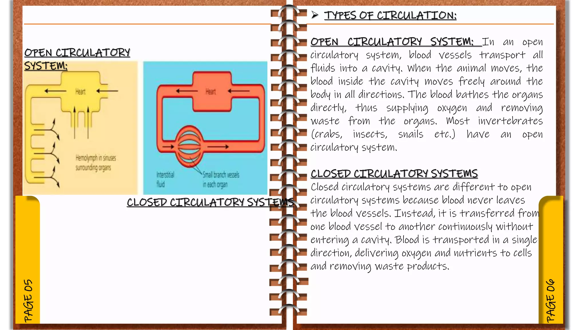 CIRCULATION: HEART AND AORTIC ARCHES | PPTX