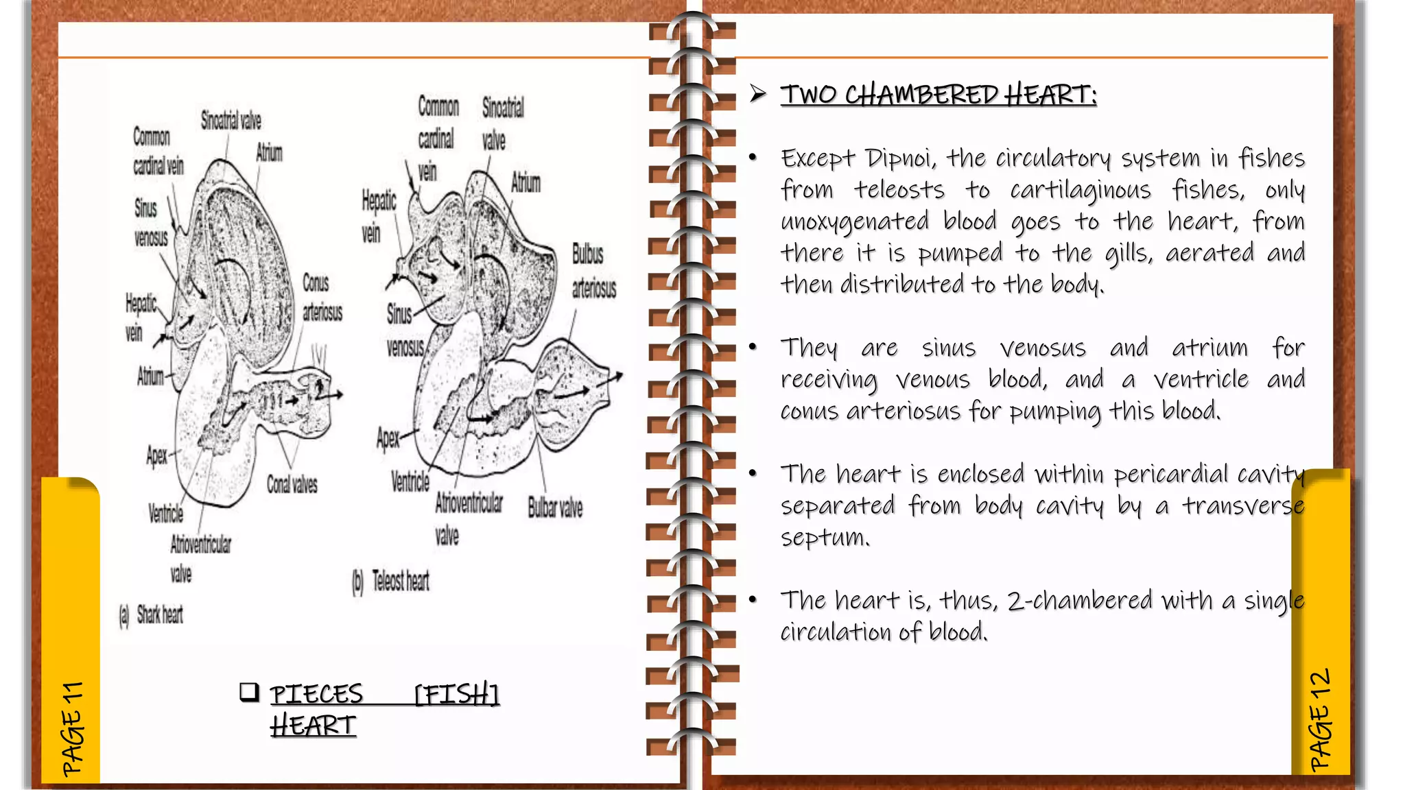 CIRCULATION: HEART AND AORTIC ARCHES | PPTX