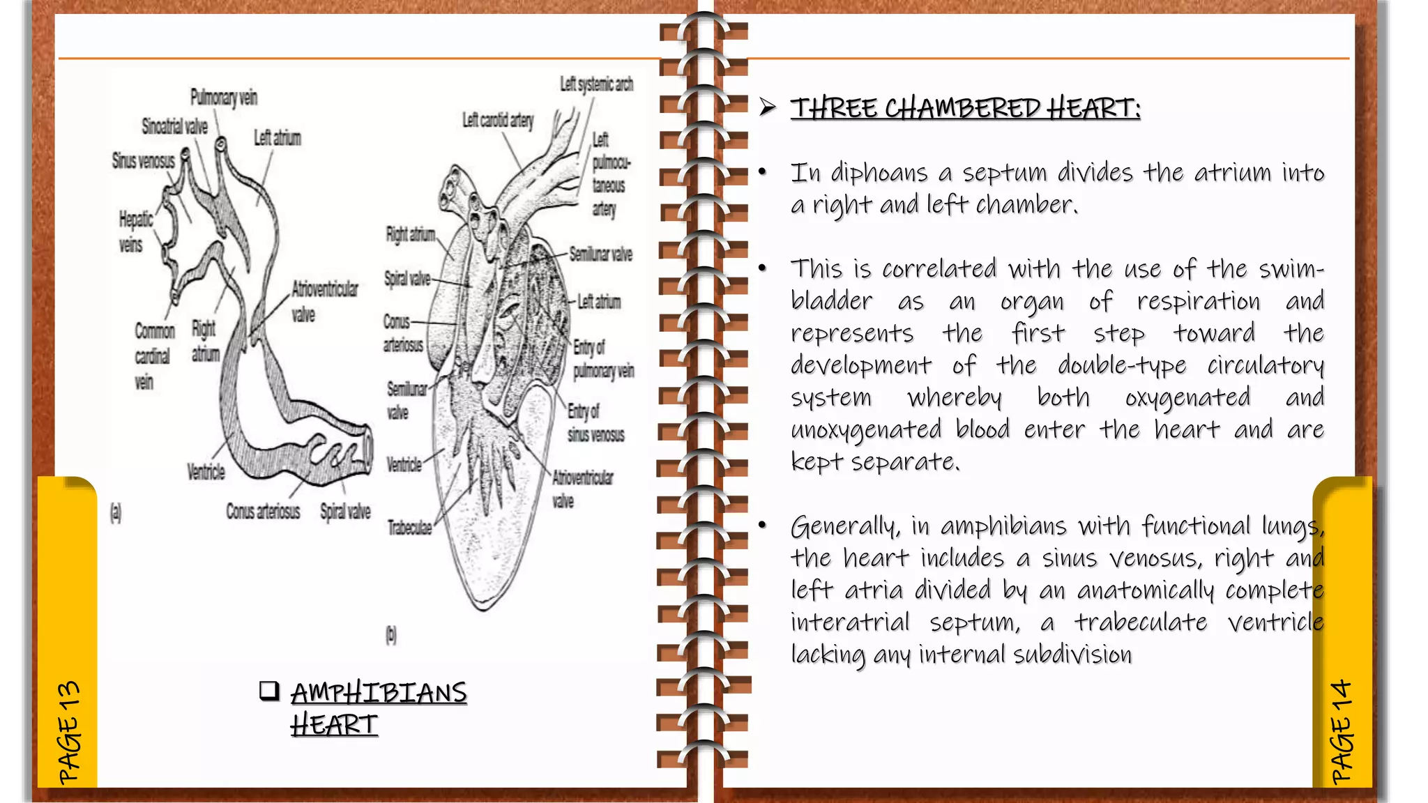 CIRCULATION: HEART AND AORTIC ARCHES | PPTX
