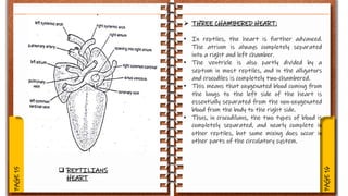 CIRCULATION: HEART AND AORTIC ARCHES | PPTX