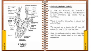 CIRCULATION: HEART AND AORTIC ARCHES | PPTX