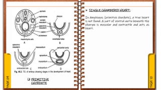 CIRCULATION: HEART AND AORTIC ARCHES | PPTX