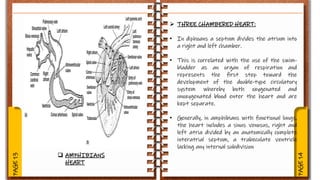 CIRCULATION: HEART AND AORTIC ARCHES | PPTX