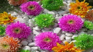 Ansari nasreen | PPT