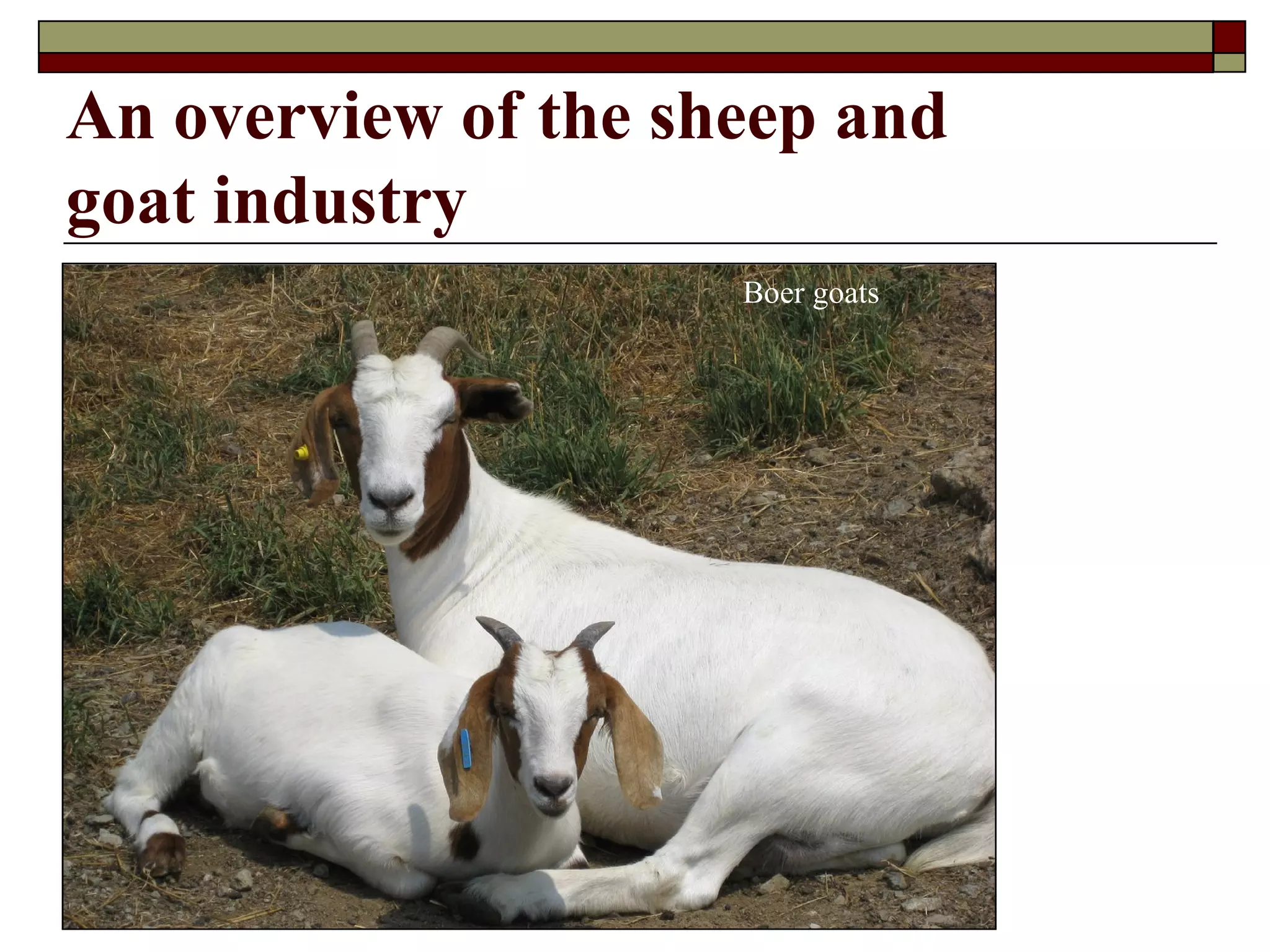 An overview of sheep and goats | PPT