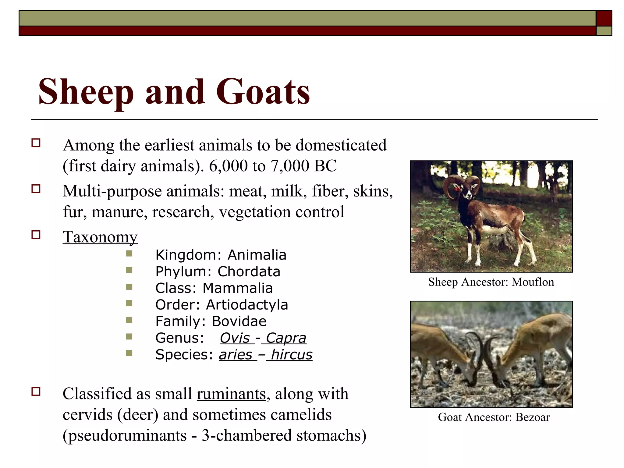 An overview of sheep and goats | PPT