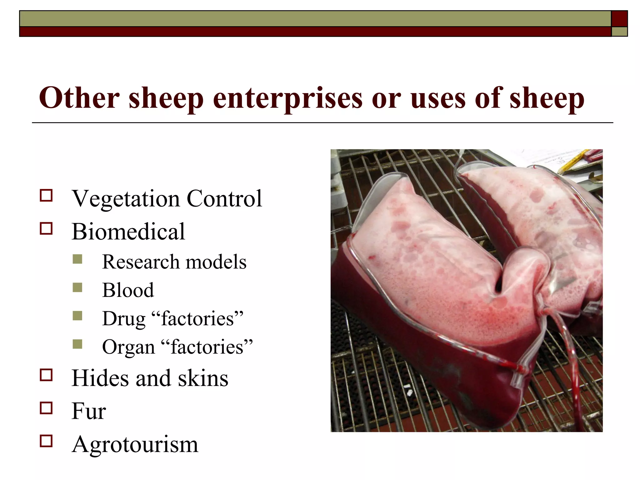 An overview of sheep and goats | PPT