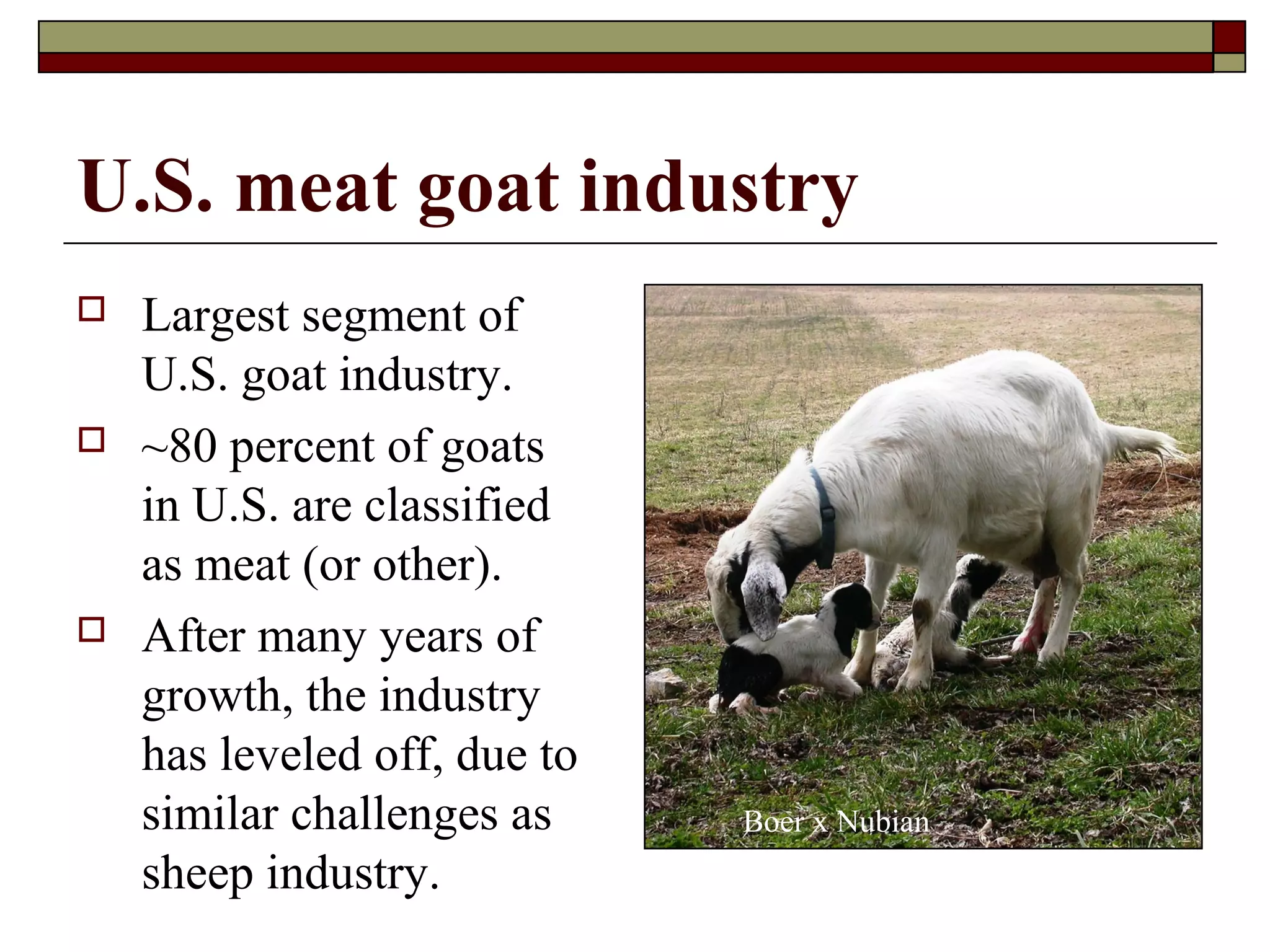 An overview of sheep and goats | PPT
